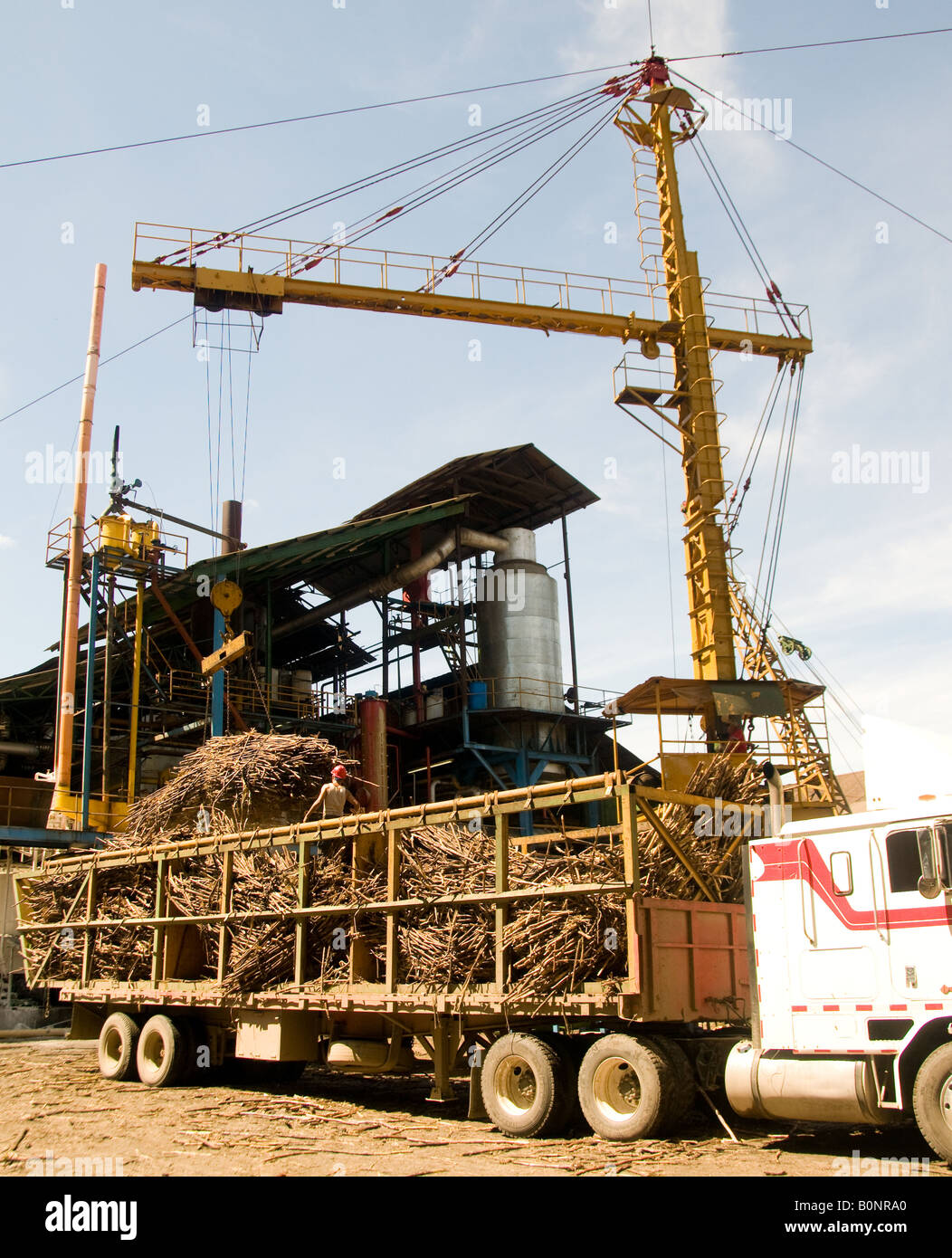Caribbean sugar cane farming hi-res stock photography and images - Alamy