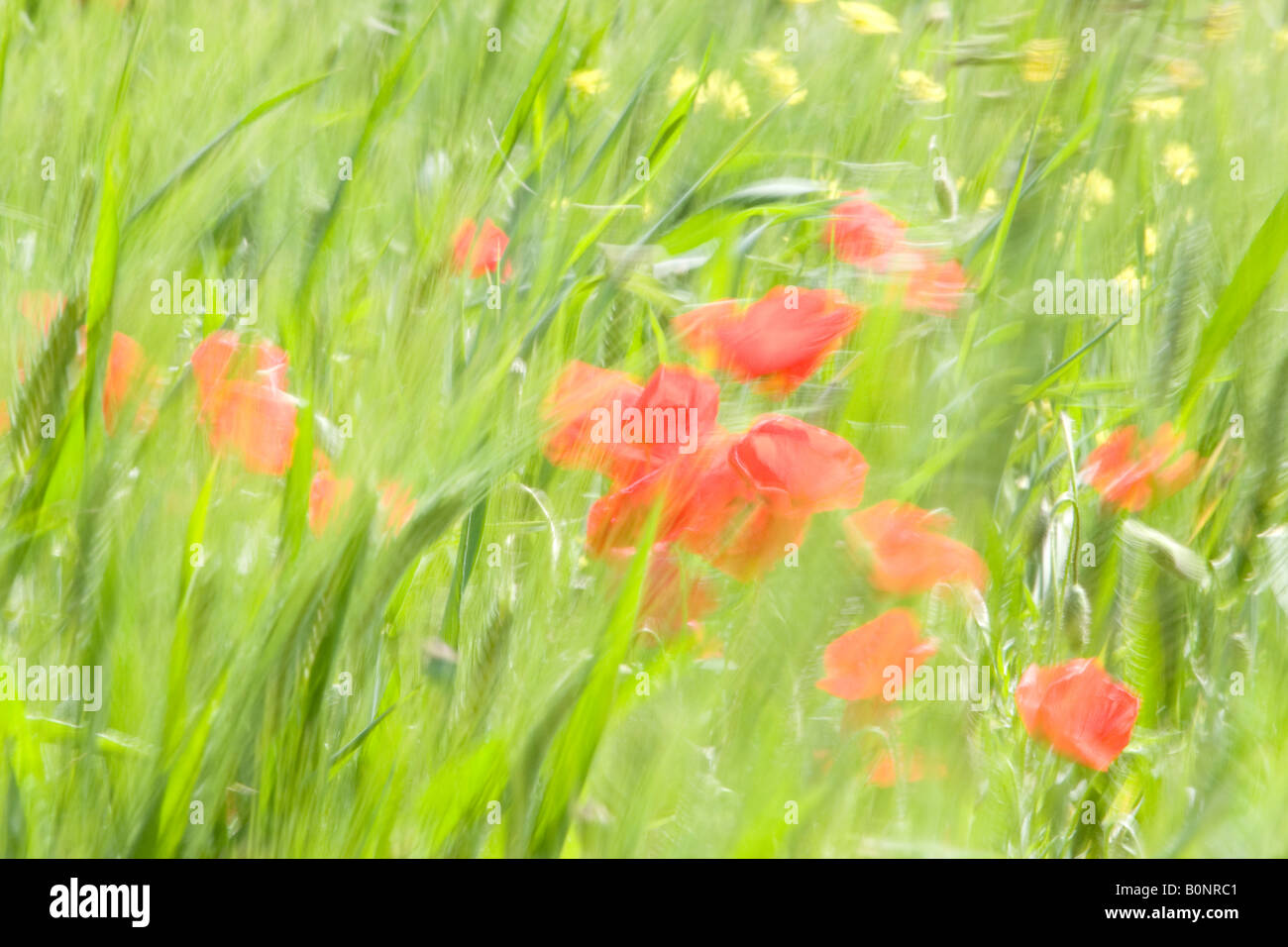 Wind blown flowers hi-res stock photography and images - Alamy
