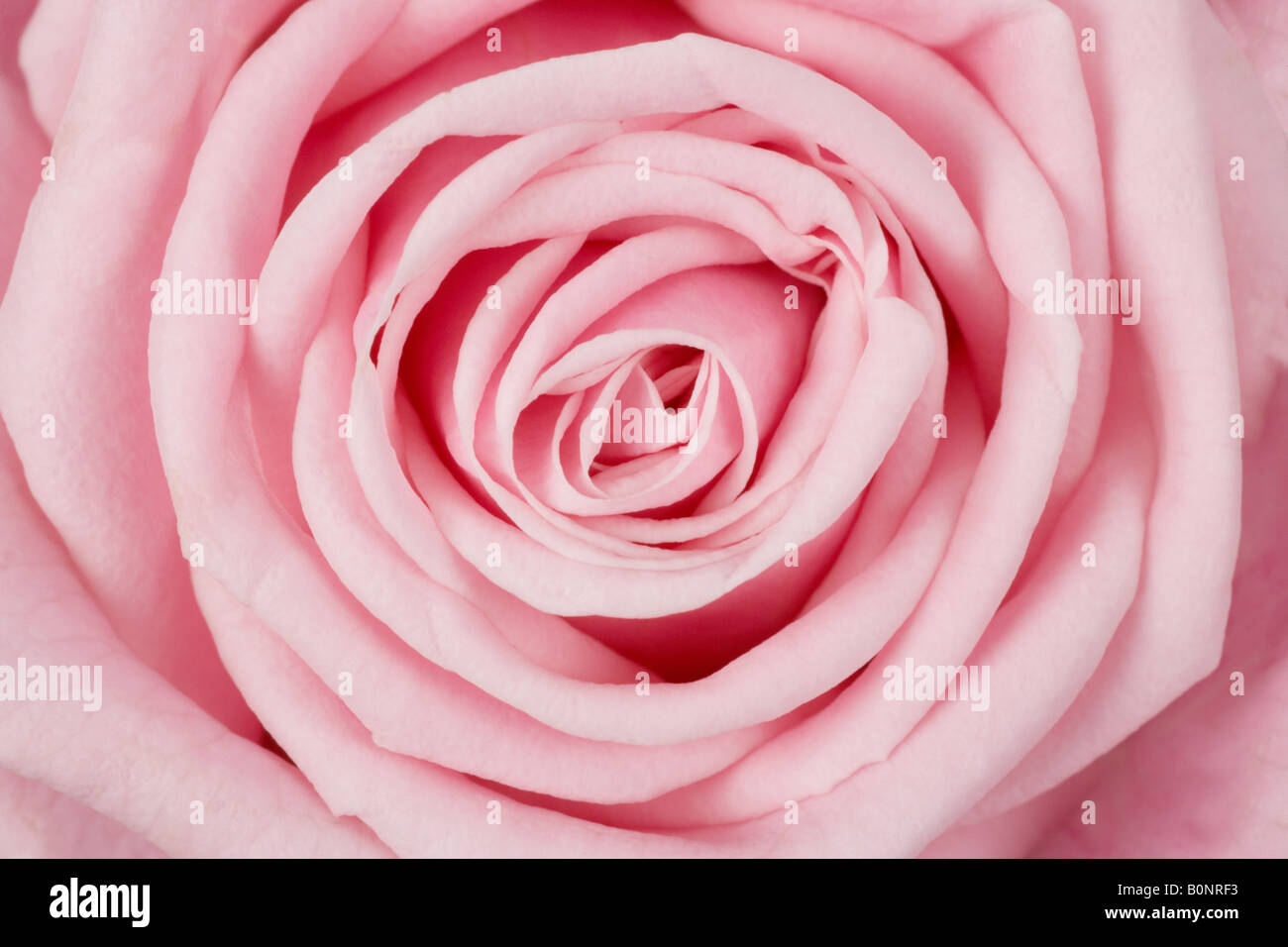 Pink Rose Close Up Stock Photo - Alamy