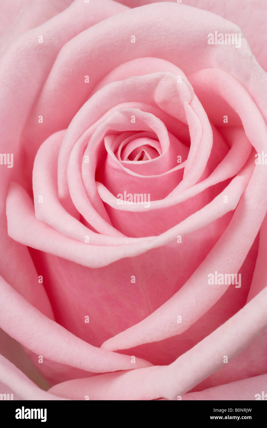 Pink Rose Close Up Stock Photo - Alamy