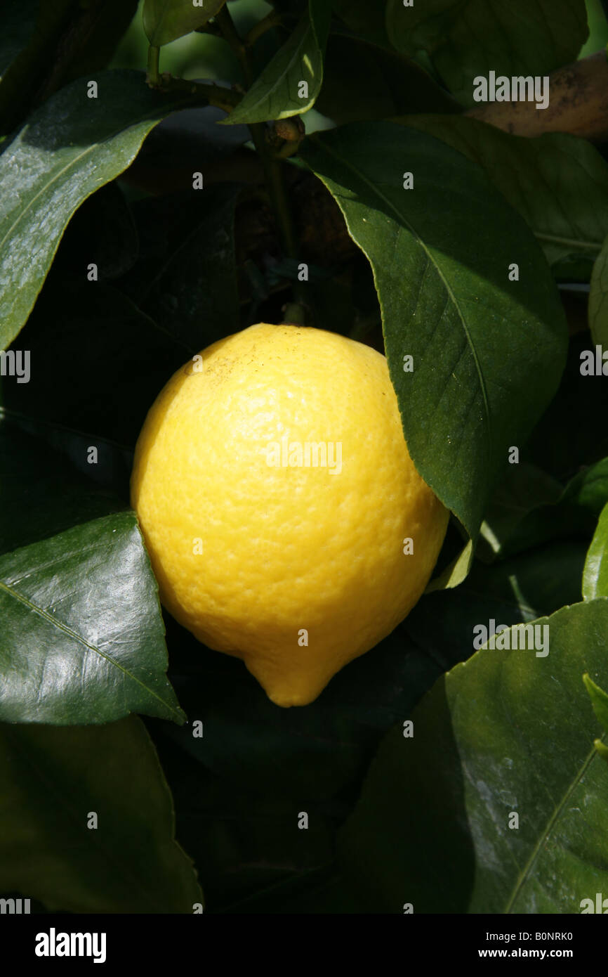one single lemon growing on tree Stock Photo - Alamy