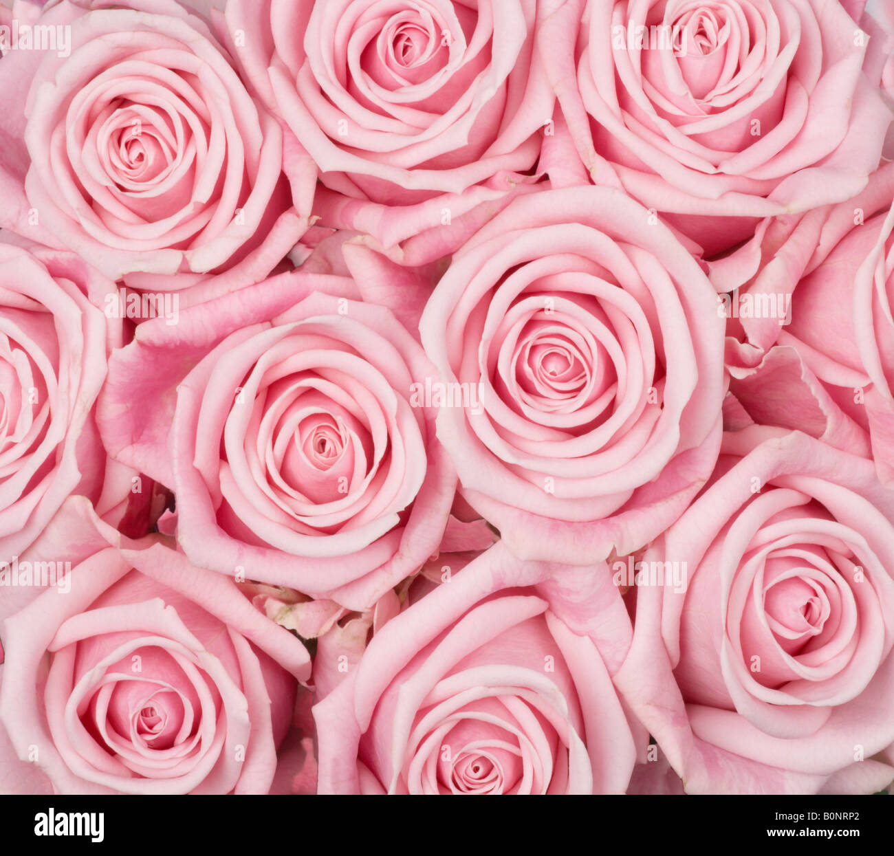 Pink Roses Close Up Stock Photo - Alamy
