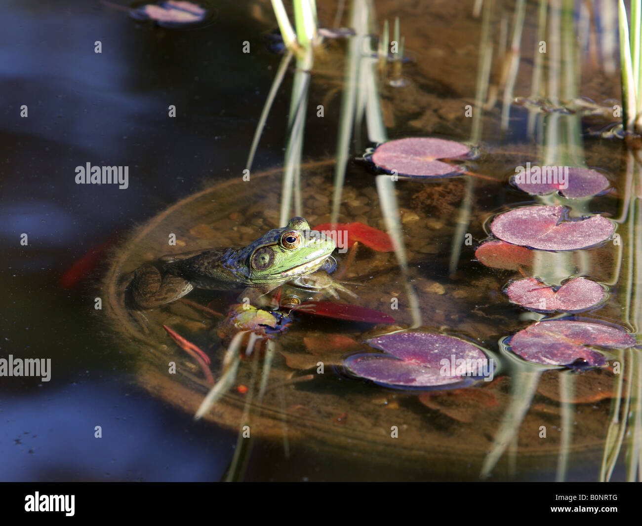 Bullfrog in pond hi-res stock photography and images - Alamy
