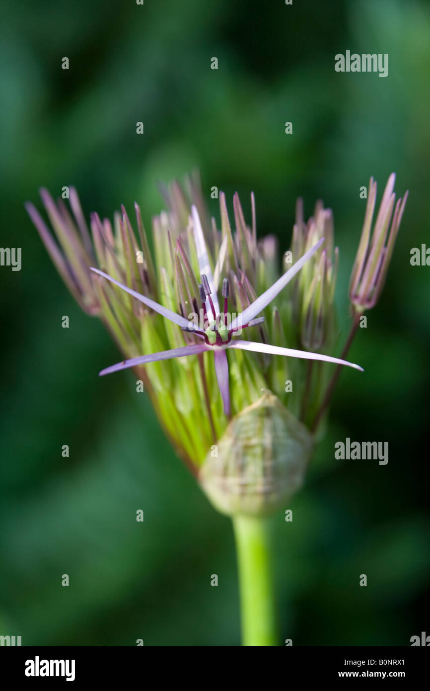 Allium christophi, UK Stock Photo - Alamy