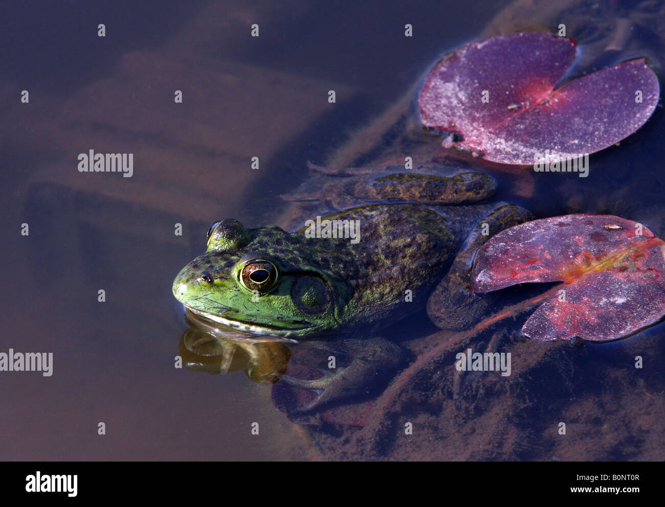Bullfrog america hi-res stock photography and images - Alamy