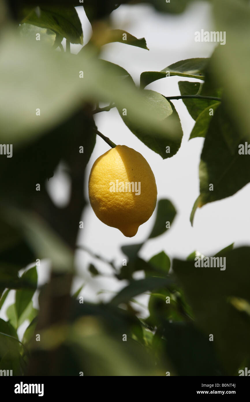 one single lemon growing on tree Stock Photo - Alamy