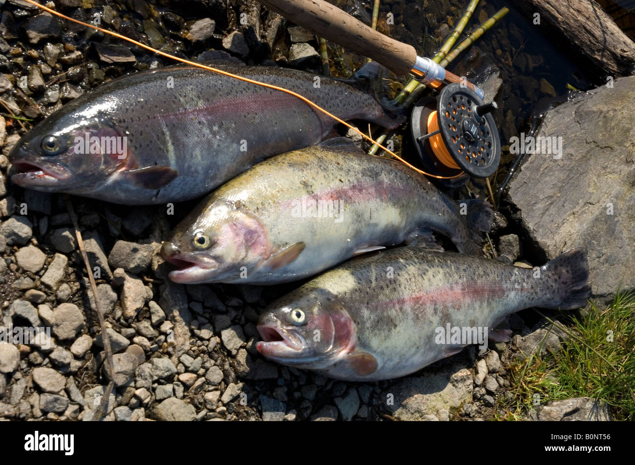 British game fish hi-res stock photography and images - Alamy