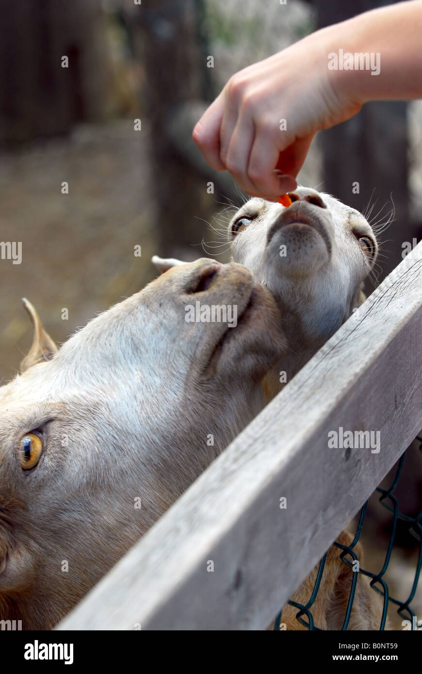 Zoo animals feeding hi-res stock photography and images - Alamy