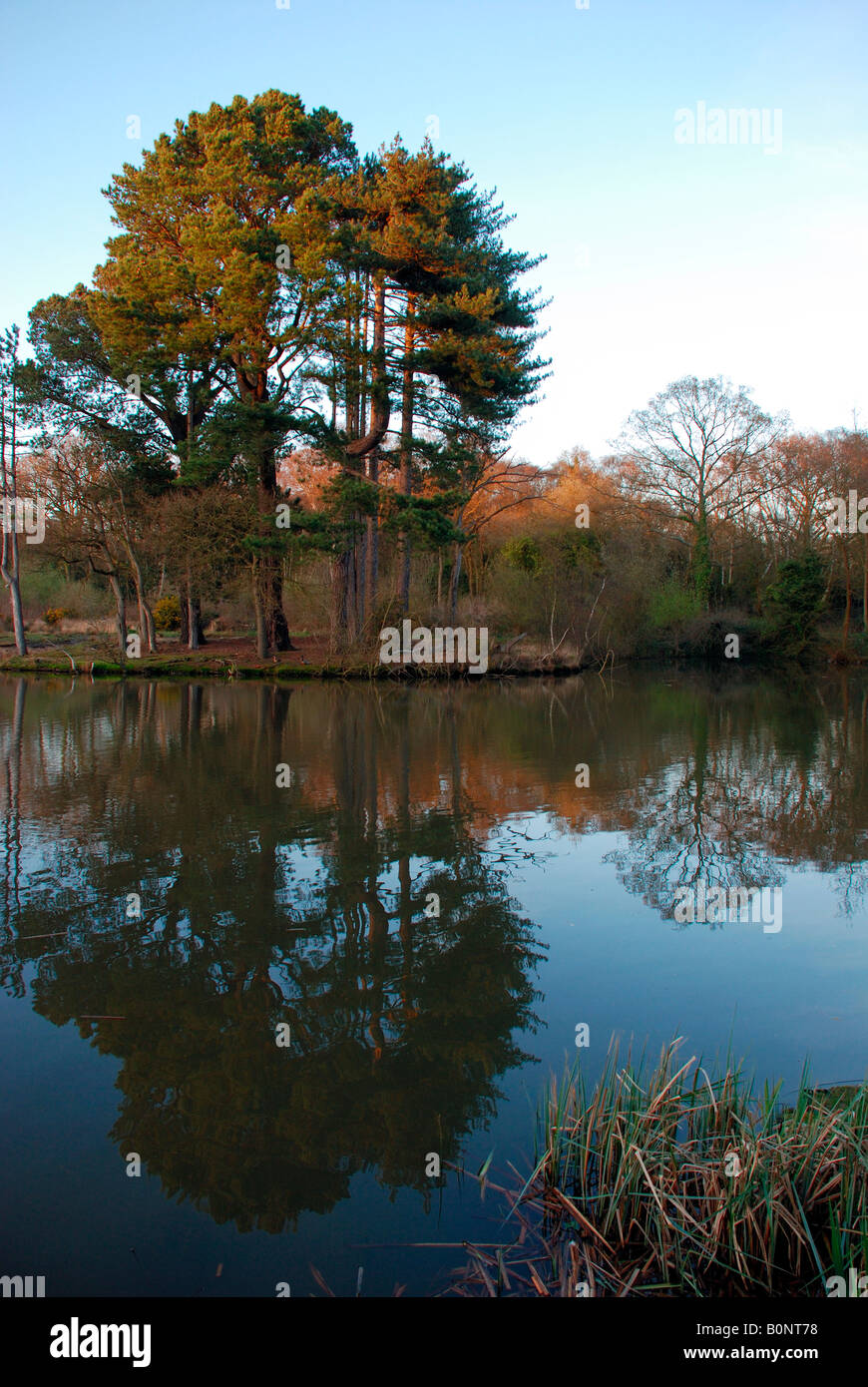 reflection of trees in lake Stock Photo - Alamy