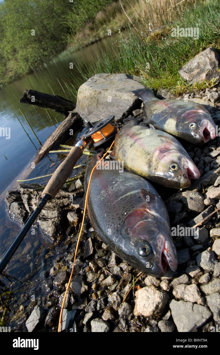 FRESH TROUT BY A LAKE Stock Photo - Alamy