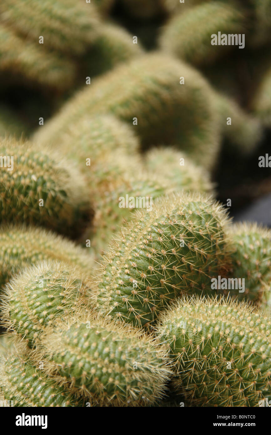 close up of cactus plant Stock Photo - Alamy
