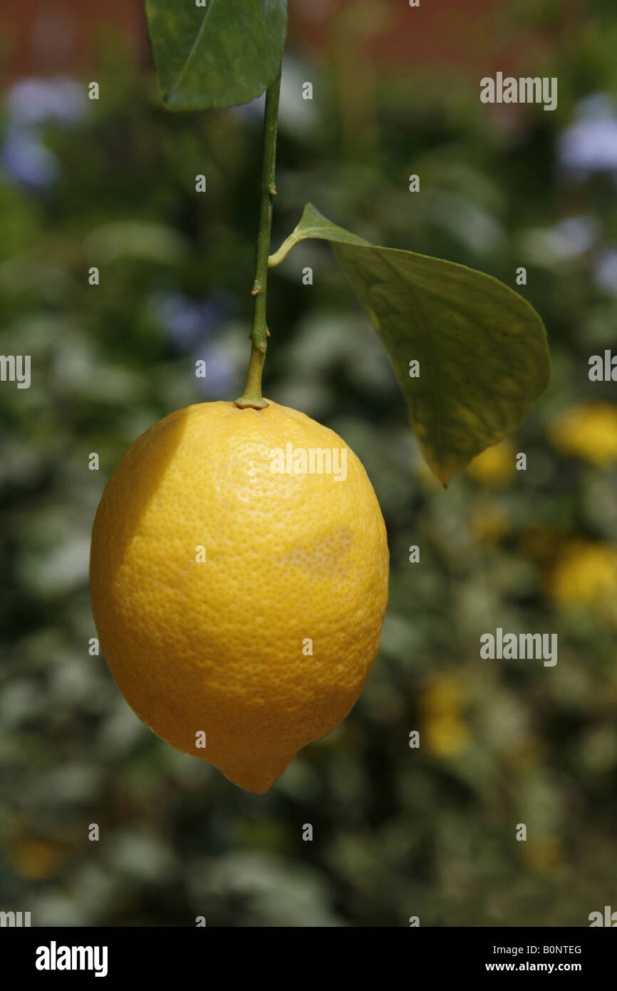 one single lemon growing on tree Stock Photo - Alamy