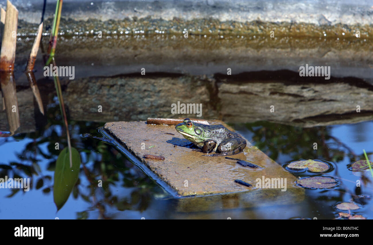 Bullfrog croaking hi-res stock photography and images - Alamy