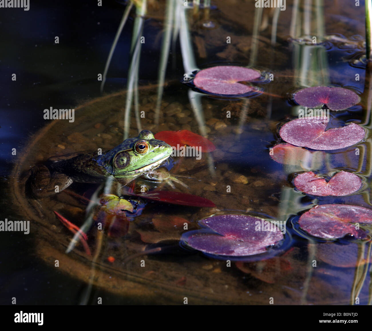 Bullfrog croaking hi-res stock photography and images - Alamy