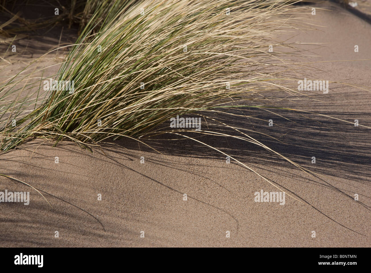 Marran grass growing in sand dunes at Dawlish Warren South Devon Stock ...
