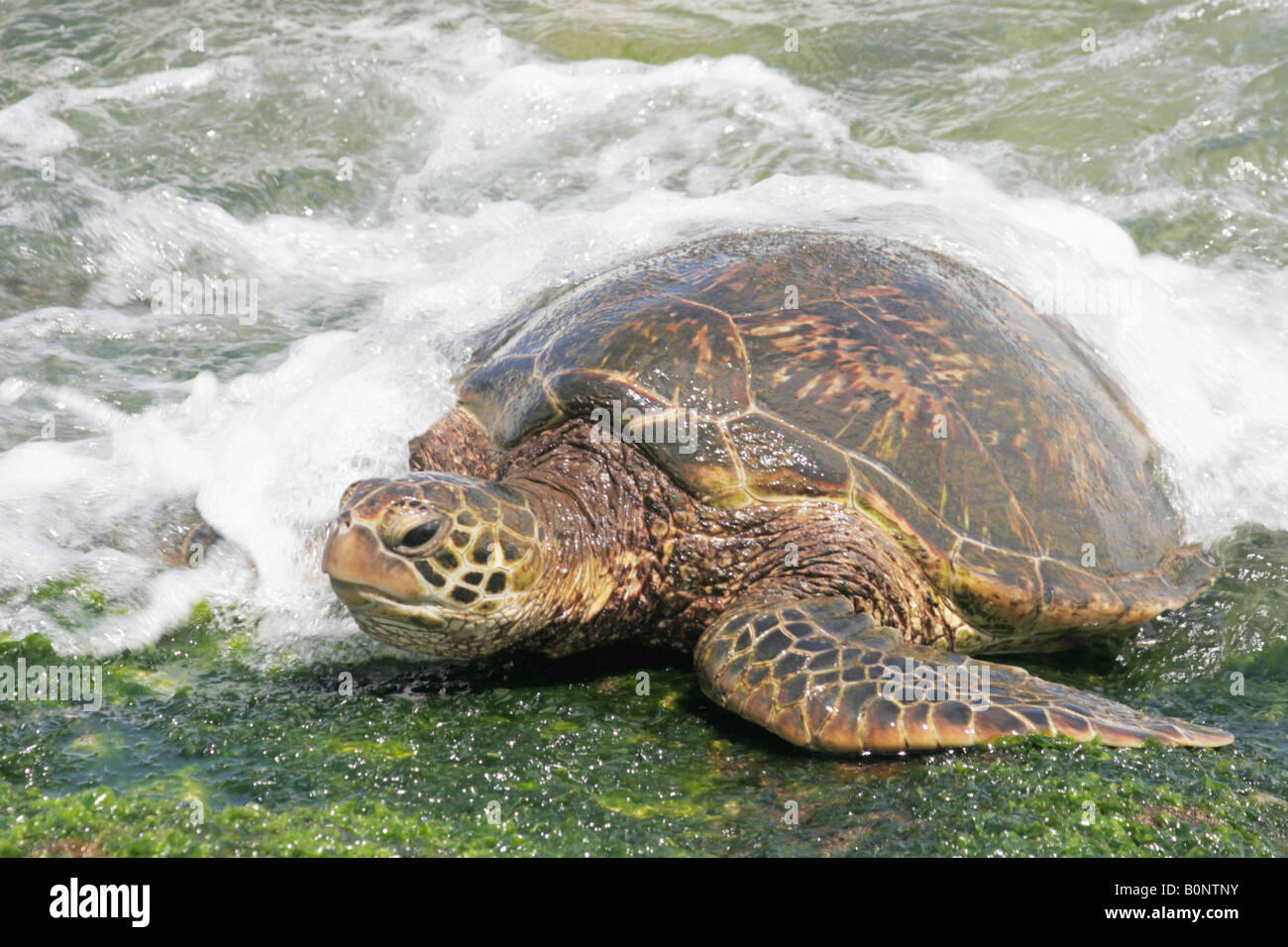 Hawaiian Green Sea Turtle Stock Photo - Alamy