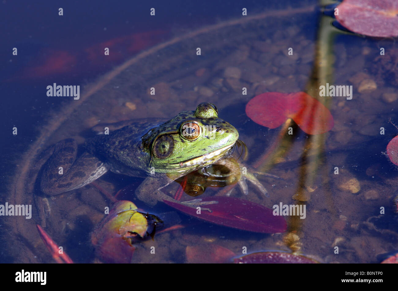 A bullfrog in a pond Stock Photo - Alamy