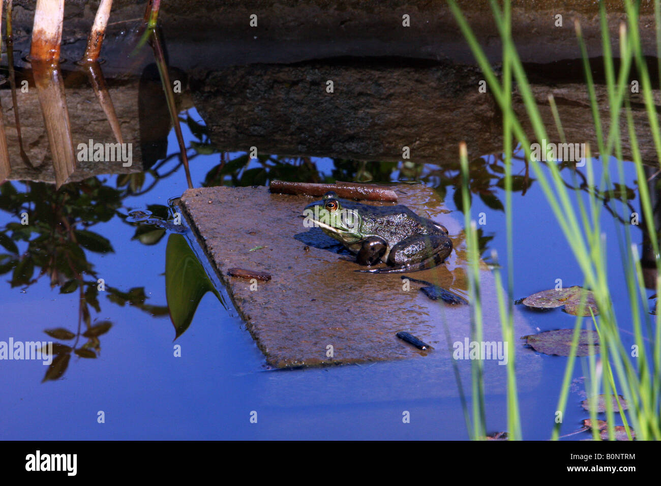 Bullfrog croak hi-res stock photography and images - Alamy