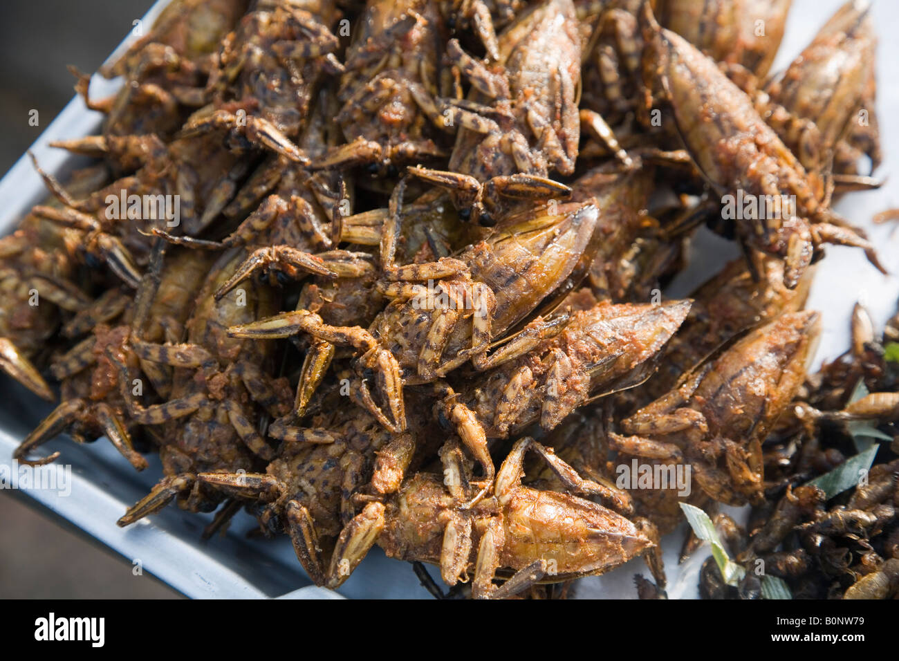 Bug snacks thai hi-res stock photography and images - Alamy
