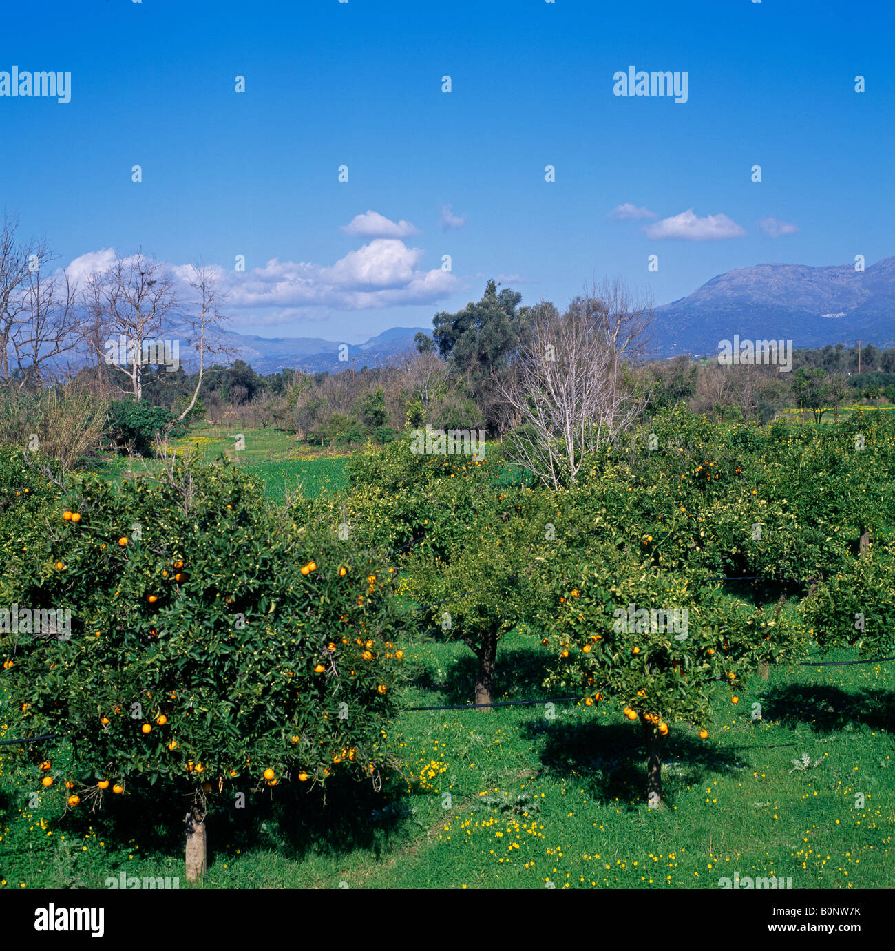 Crete Greece Orange Grove Stock Photo - Alamy