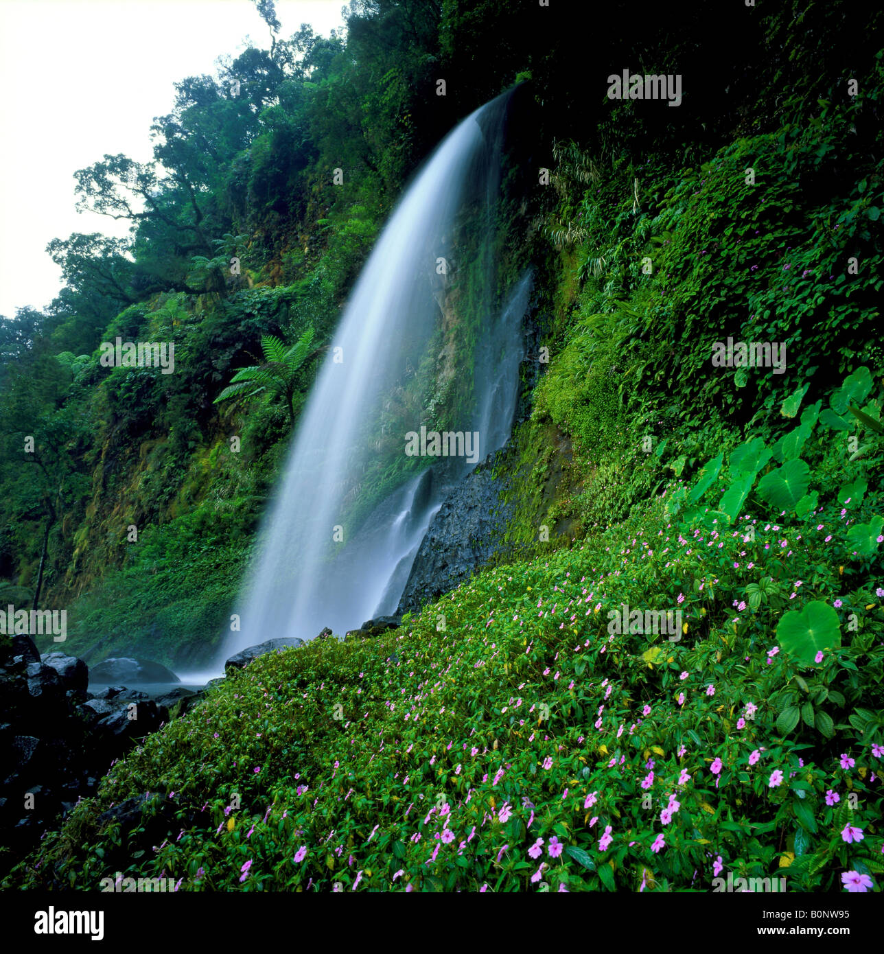 Cibeureum waterfalls and wildflowers, Mt. Gede Pangrango National Park ...