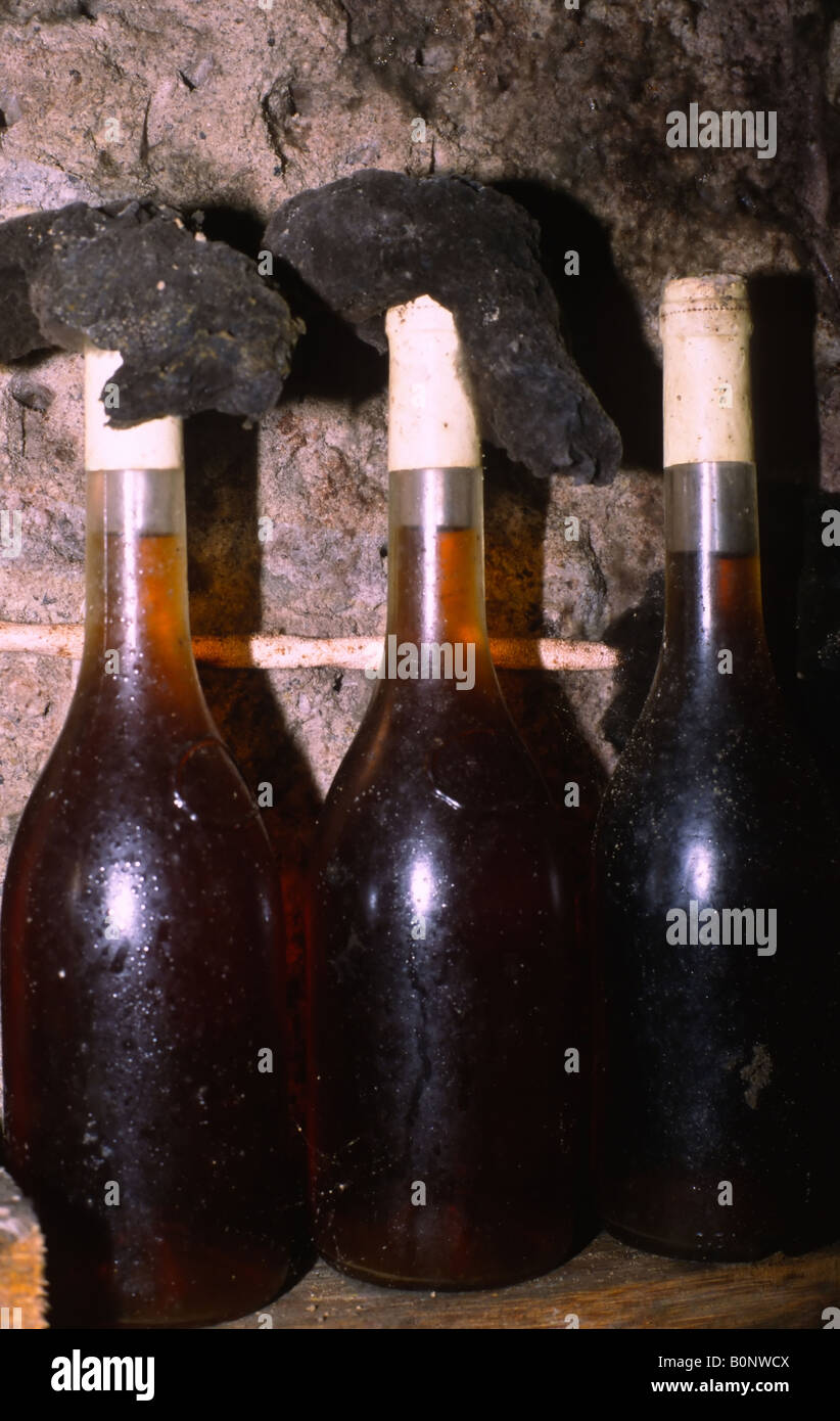 Old mould covered bottles of Tokaji wine stored in the cellar/ Hungary ...