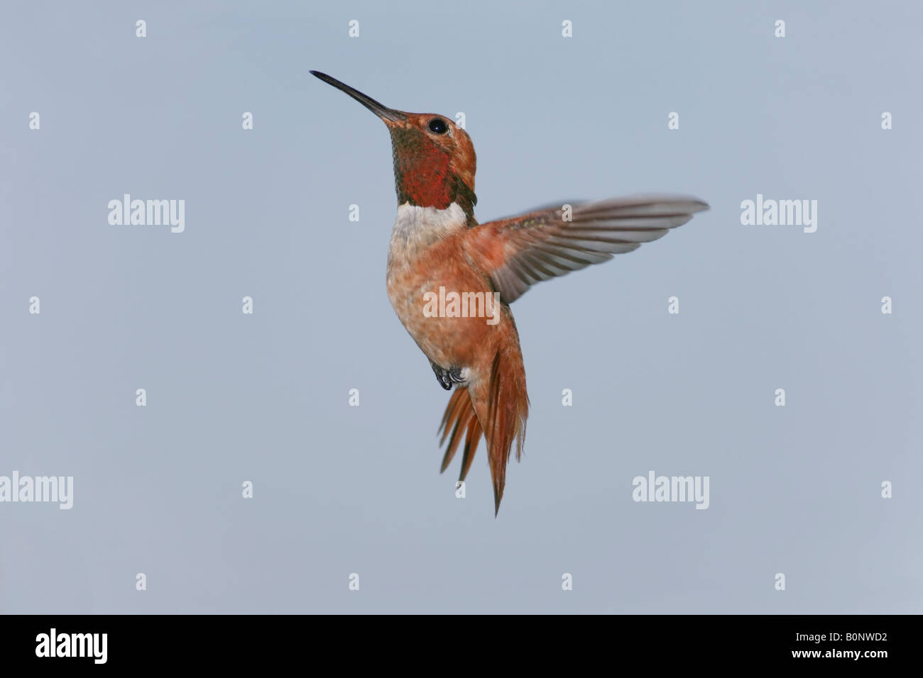 A male Allen's Hummingbird Stock Photo - Alamy