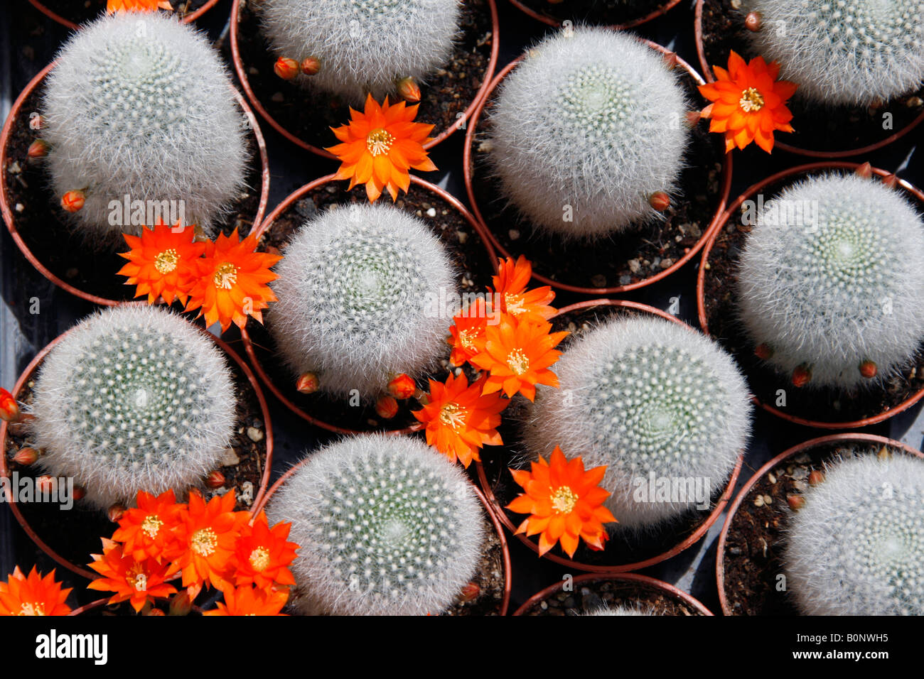 rebutia cactus with orange flowers Stock Photo - Alamy
