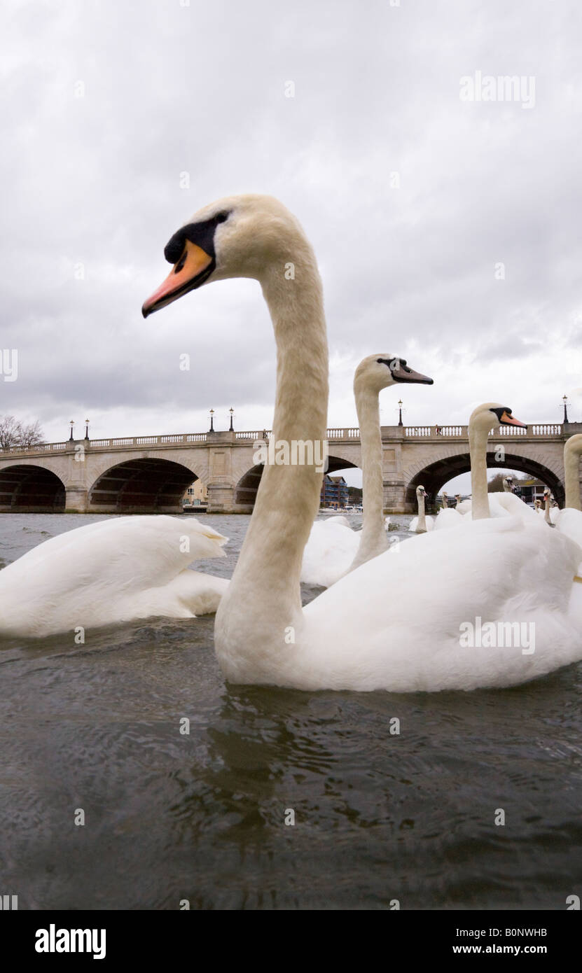 Swans on the River Thames at Kingston, Surrey Stock Photo - Alamy