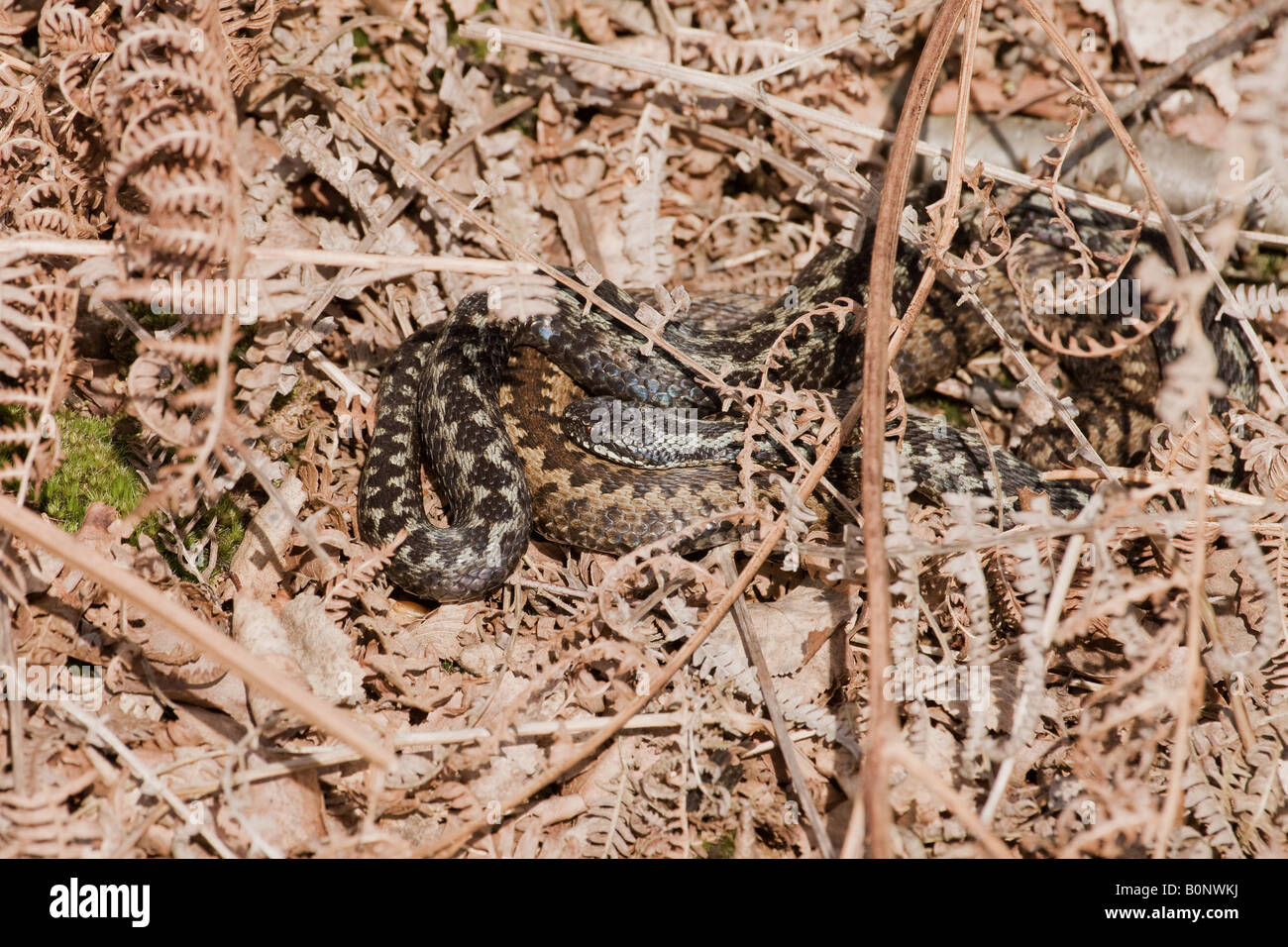 Adder Vipera berus male & female together in dead bracken Stock Photo ...