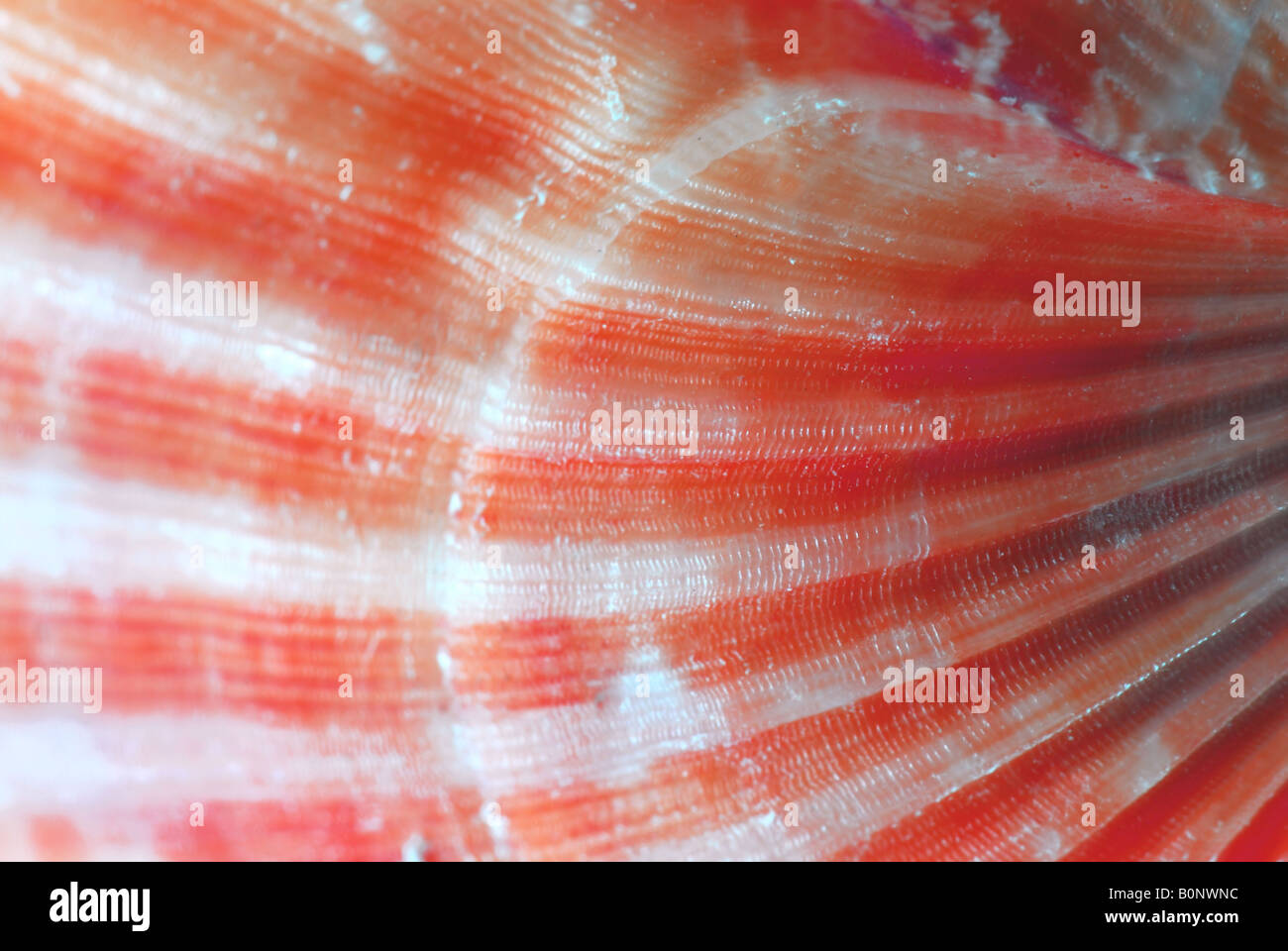 Background of a seashell surface extreme macro image Stock Photo - Alamy