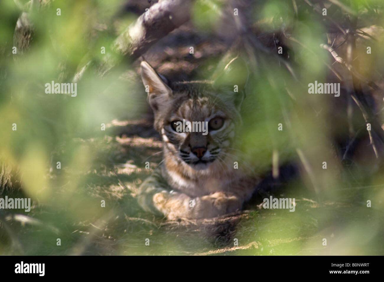 Arizona lynx hi-res stock photography and images - Alamy