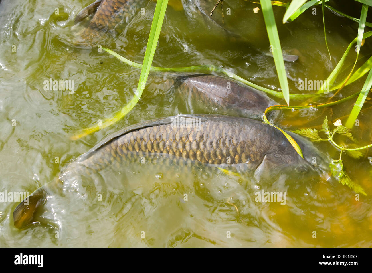 Oxygen for fish hi-res stock photography and images - Alamy
