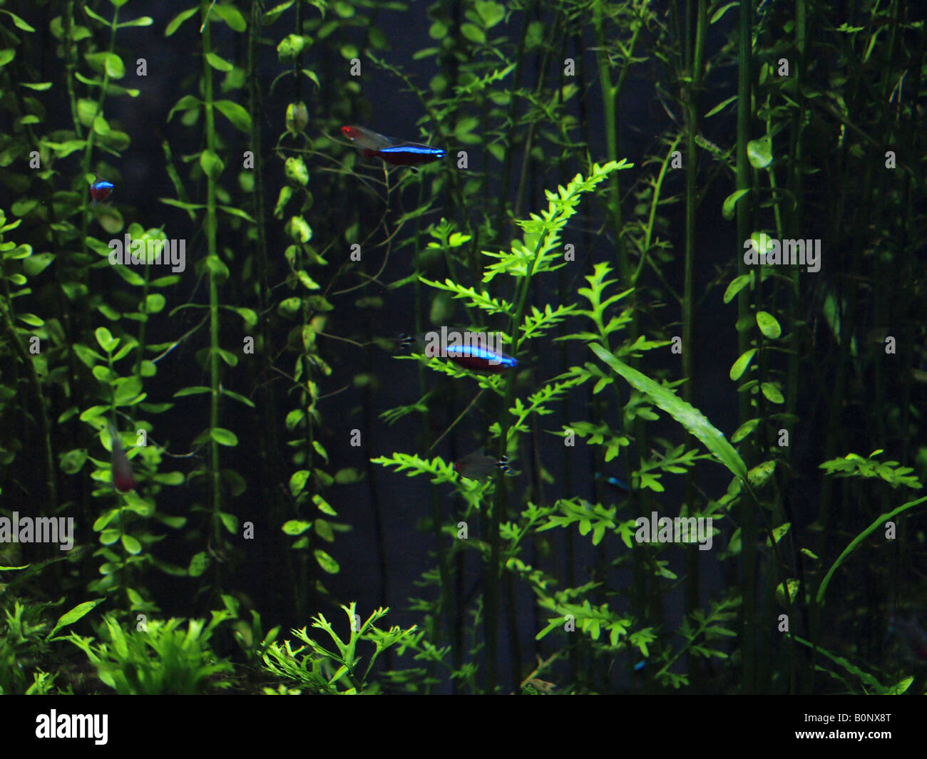 Sea grass underwater hi-res stock photography and images - Alamy
