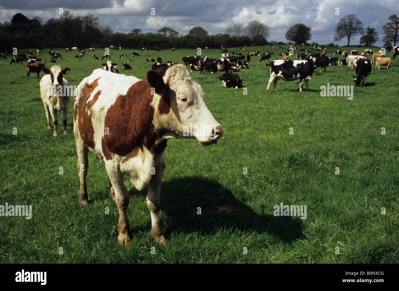 Cheshire cows hi-res stock photography and images - Alamy