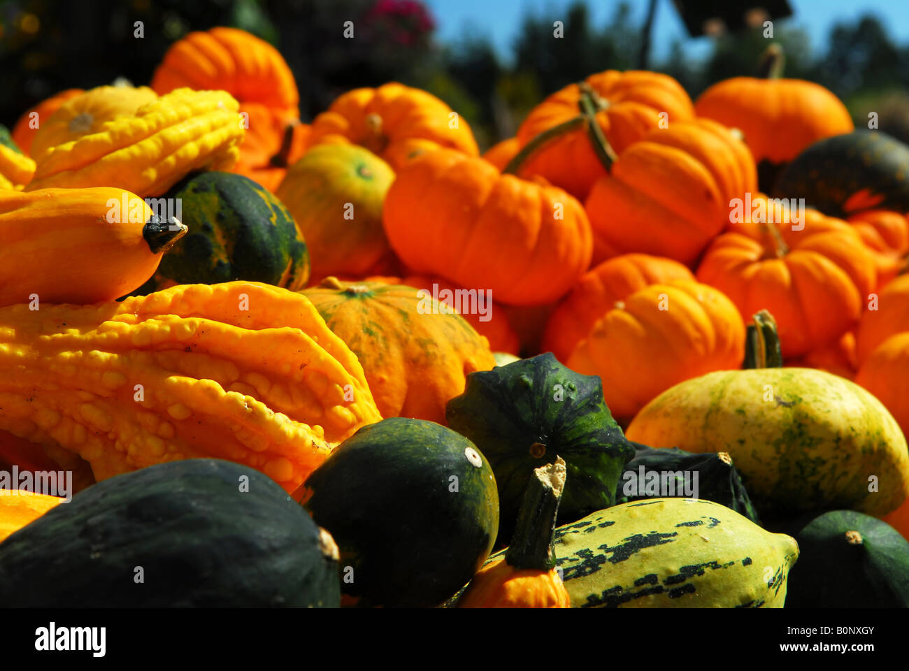 Decorative mini ornamental pumpkins hi-res stock photography and images ...