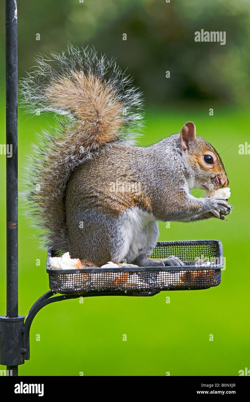 English squirrel hi-res stock photography and images - Alamy