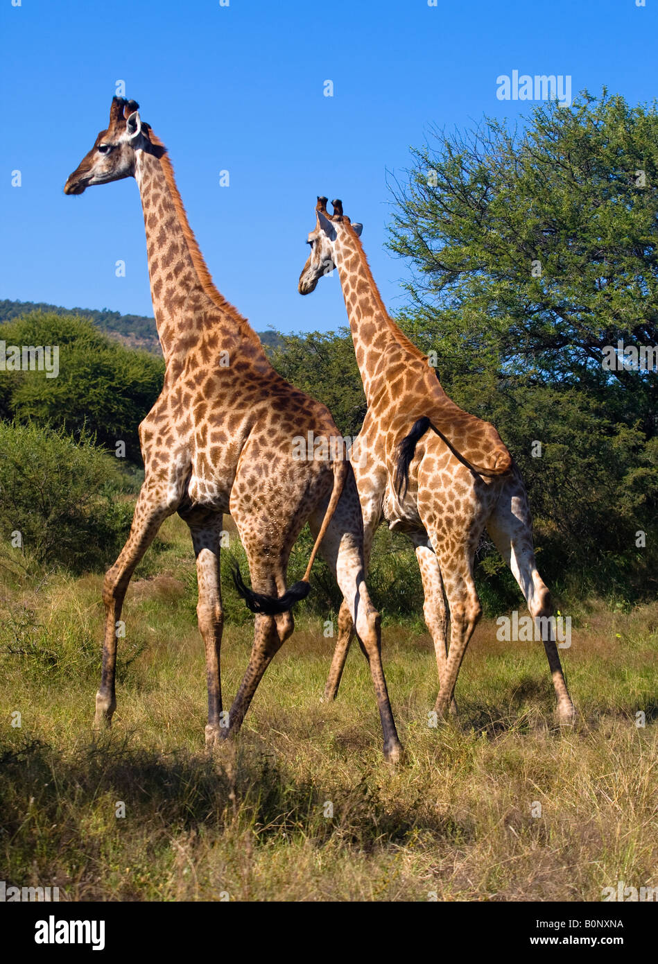 Giraffe running hi-res stock photography and images - Alamy