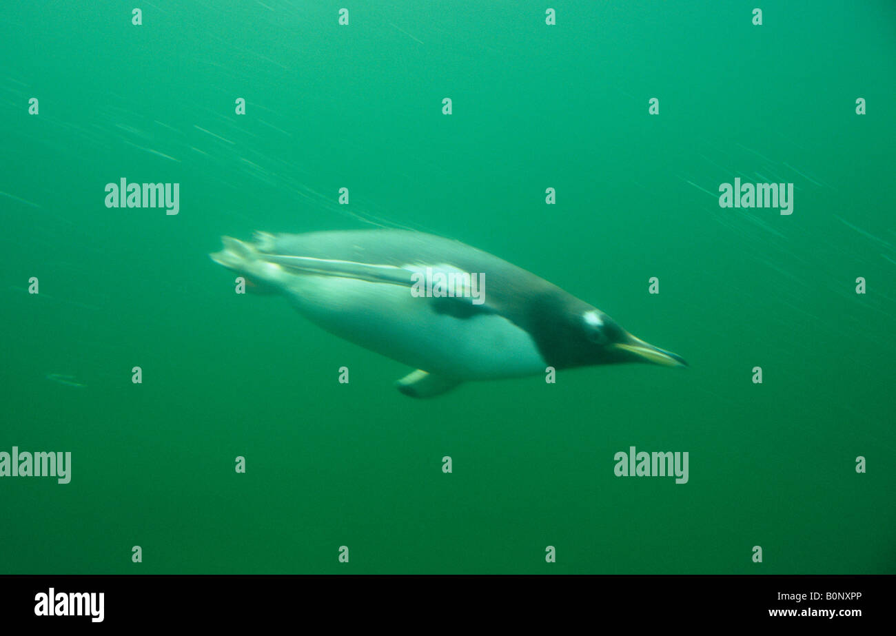 Gentoo Penguin (Pygoscelis papua) Underwater, Captive Stock Photo - Alamy
