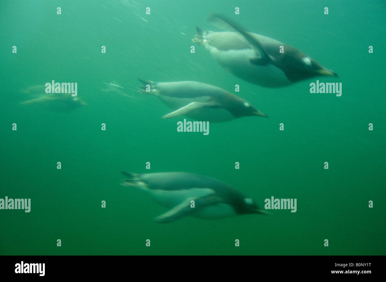 Gentoo Penguins (Pygoscelis papua) Underwater Captive Stock Photo - Alamy