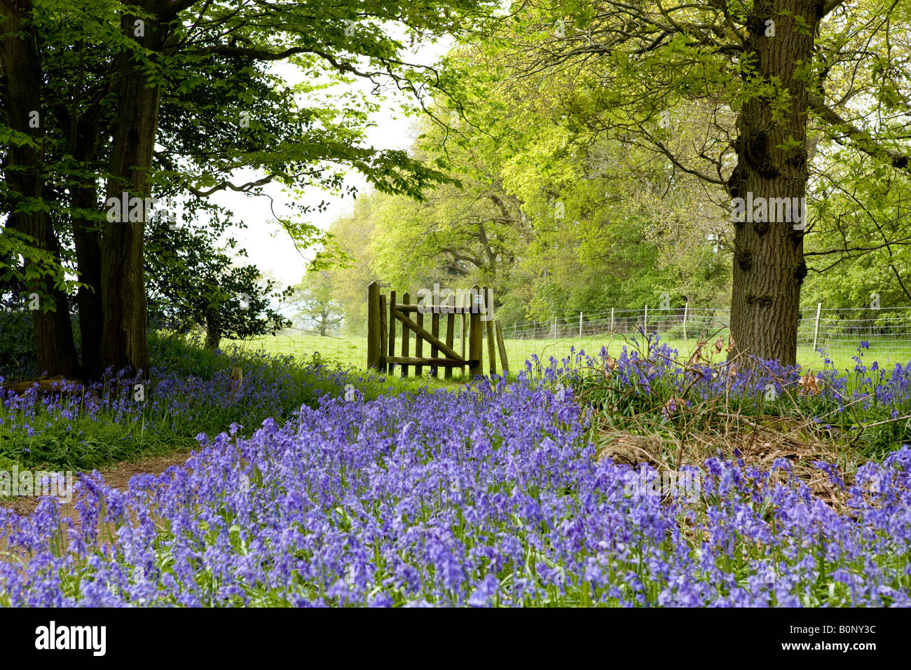 Bluebell Woods Surrey UK Europe Stock Photo: 17692624 - Alamy