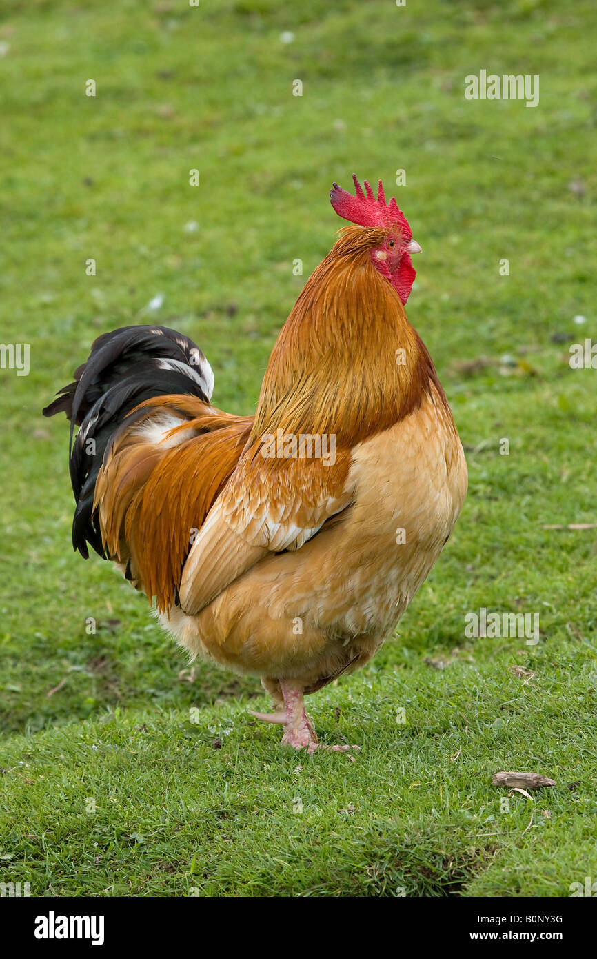 Adult rooster hi-res stock photography and images - Alamy