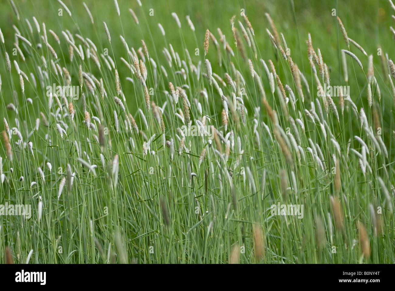 Grasses green hi-res stock photography and images - Alamy