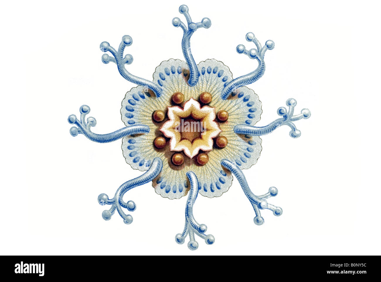Siphonophorae Name Disconalia gastroblasta, Haeckel, art nouveau 20th ...