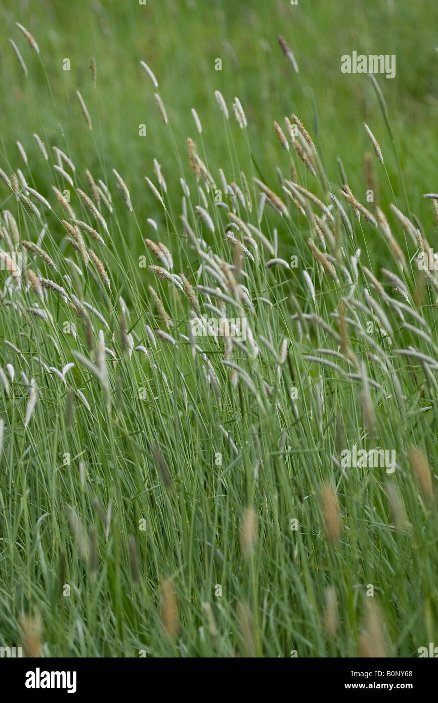 Grasses botany hi-res stock photography and images - Alamy