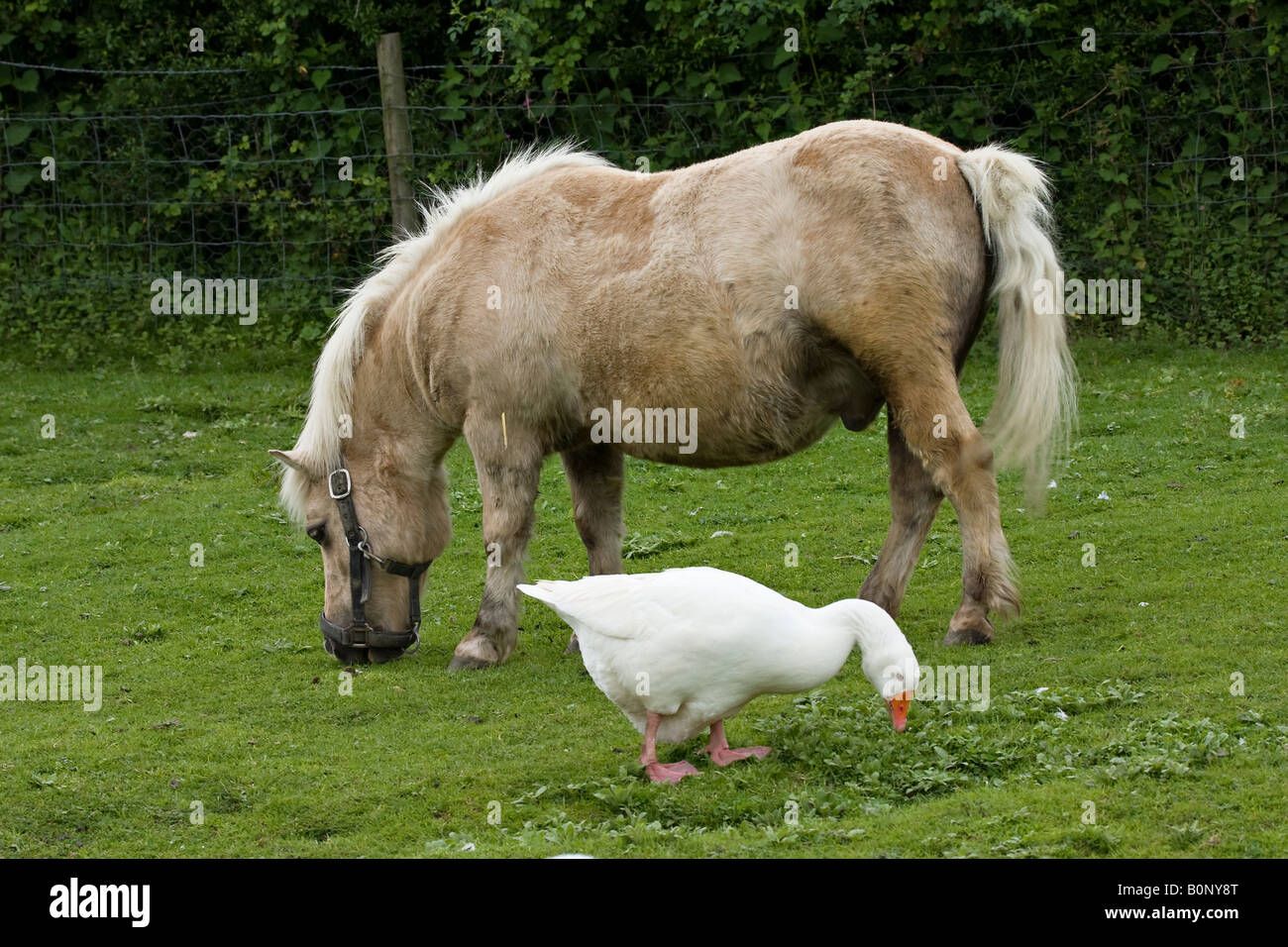Pony and Aylesbury duck grazing together Stock Photo - Alamy