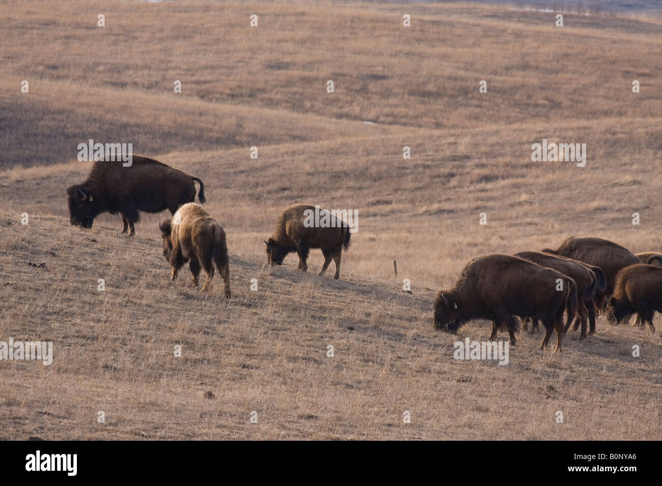 Domestic Bison in pasture Stock Photo - Alamy