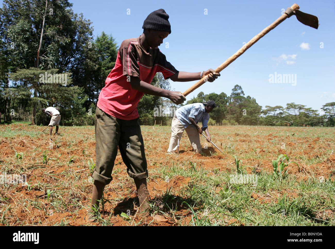 Kenya: young men planting a maize field near Eldoret Stock Photo - Alamy