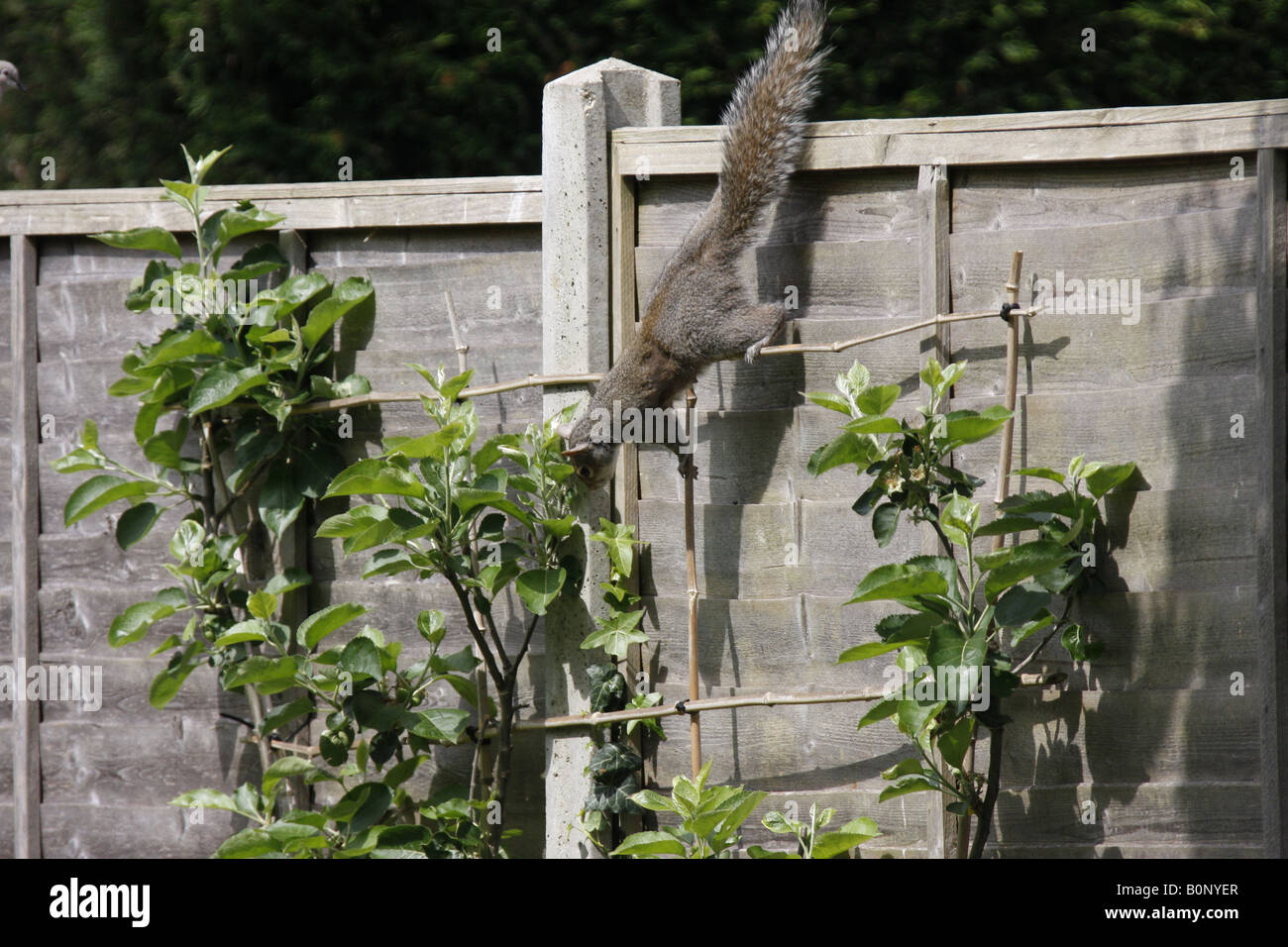 Climbing the fence hi-res stock photography and images - Alamy