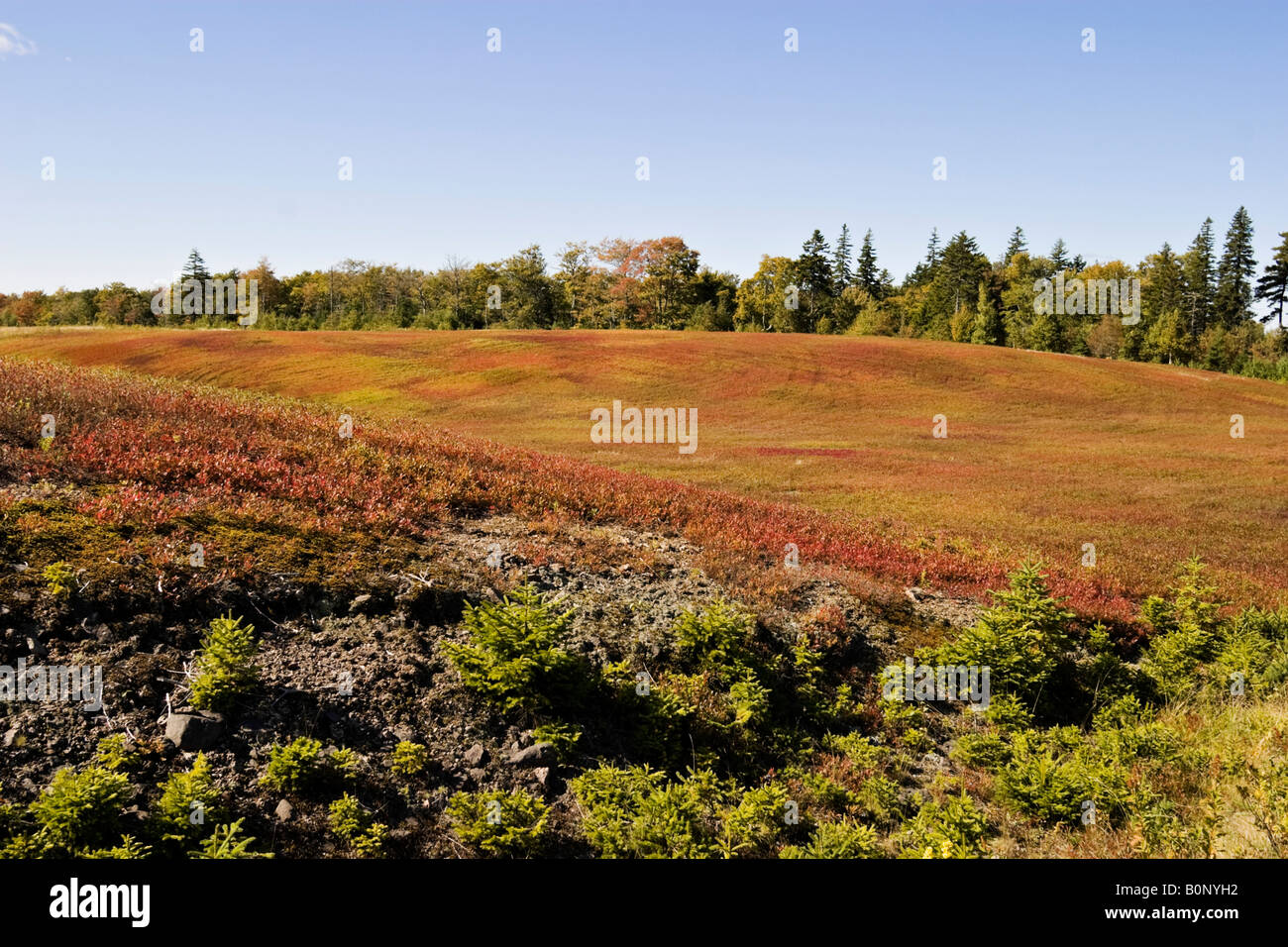 Blueberry field. Nova Scotia. Canada Stock Photo - Alamy